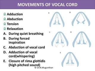 Anatomy of Larynx Prof.Dr.N.Mugunthan | PPT