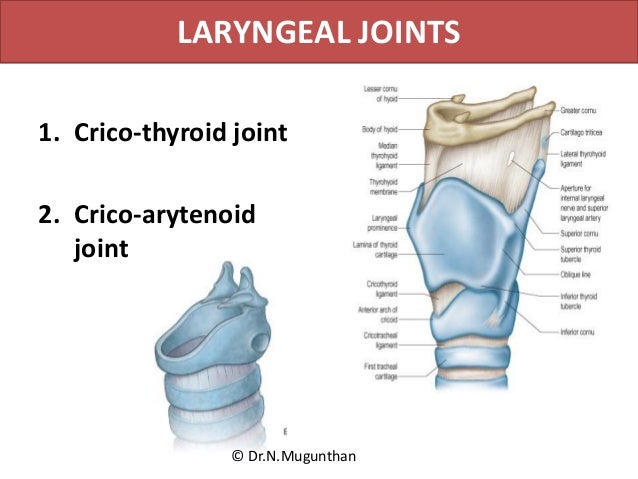 Anatomy of Larynx Prof.Dr.N.Mugunthan