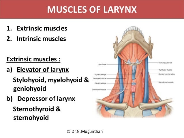 Anatomy of Larynx Prof.Dr.N.Mugunthan