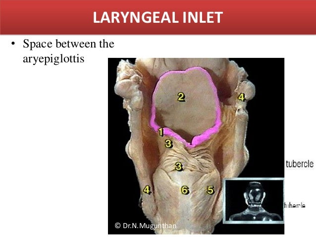 Anatomy of Larynx Prof.Dr.N.Mugunthan