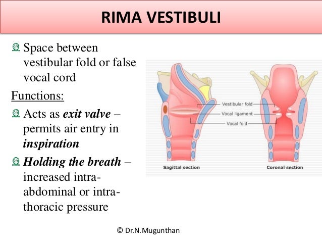 Anatomy of Larynx Prof.Dr.N.Mugunthan