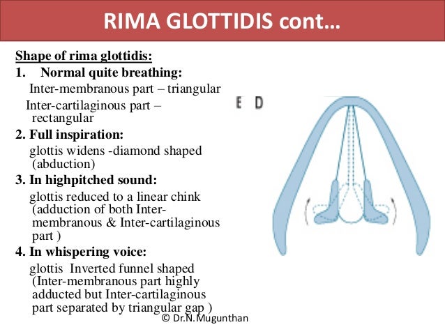 Anatomy of Larynx Prof.Dr.N.Mugunthan