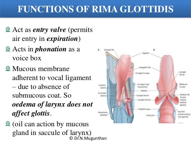 Anatomy of Larynx Prof.Dr.N.Mugunthan