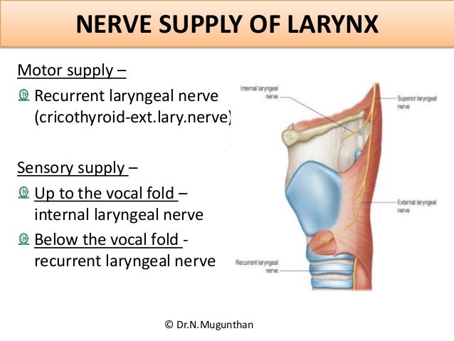 Anatomy of Larynx Prof.Dr.N.Mugunthan