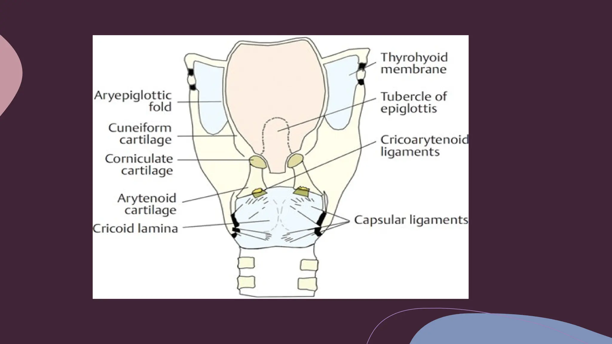 anatomy of larynx (Anatomy of Larynx) ppt | PPTX