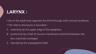 anatomy of larynx (Anatomy of Larynx) ppt | PPTX