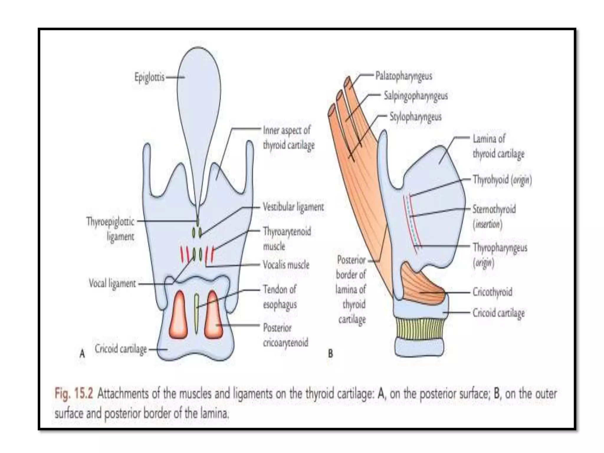 Anatomy of Larynx | PPTX