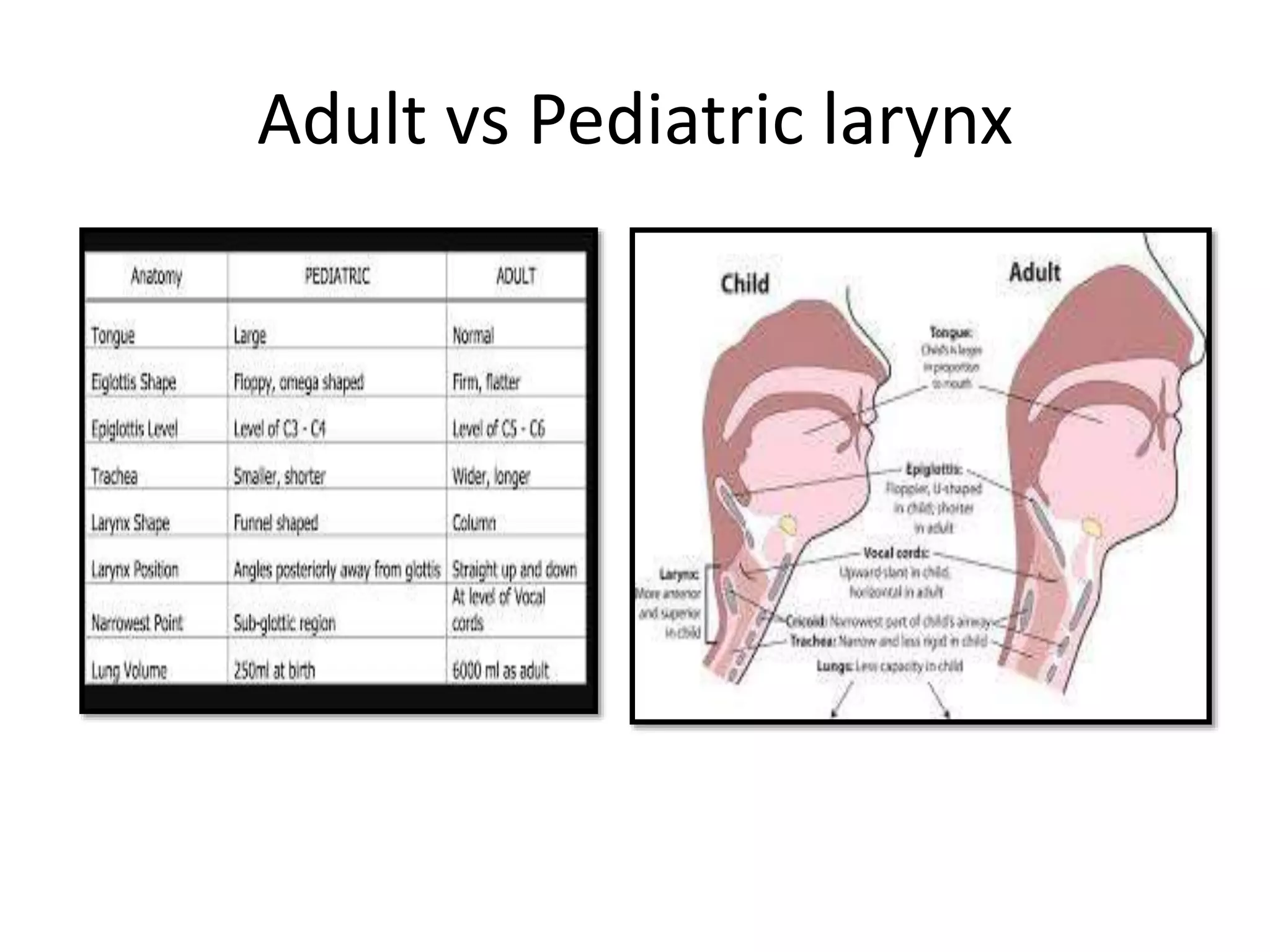 Anatomy of Larynx | PPTX