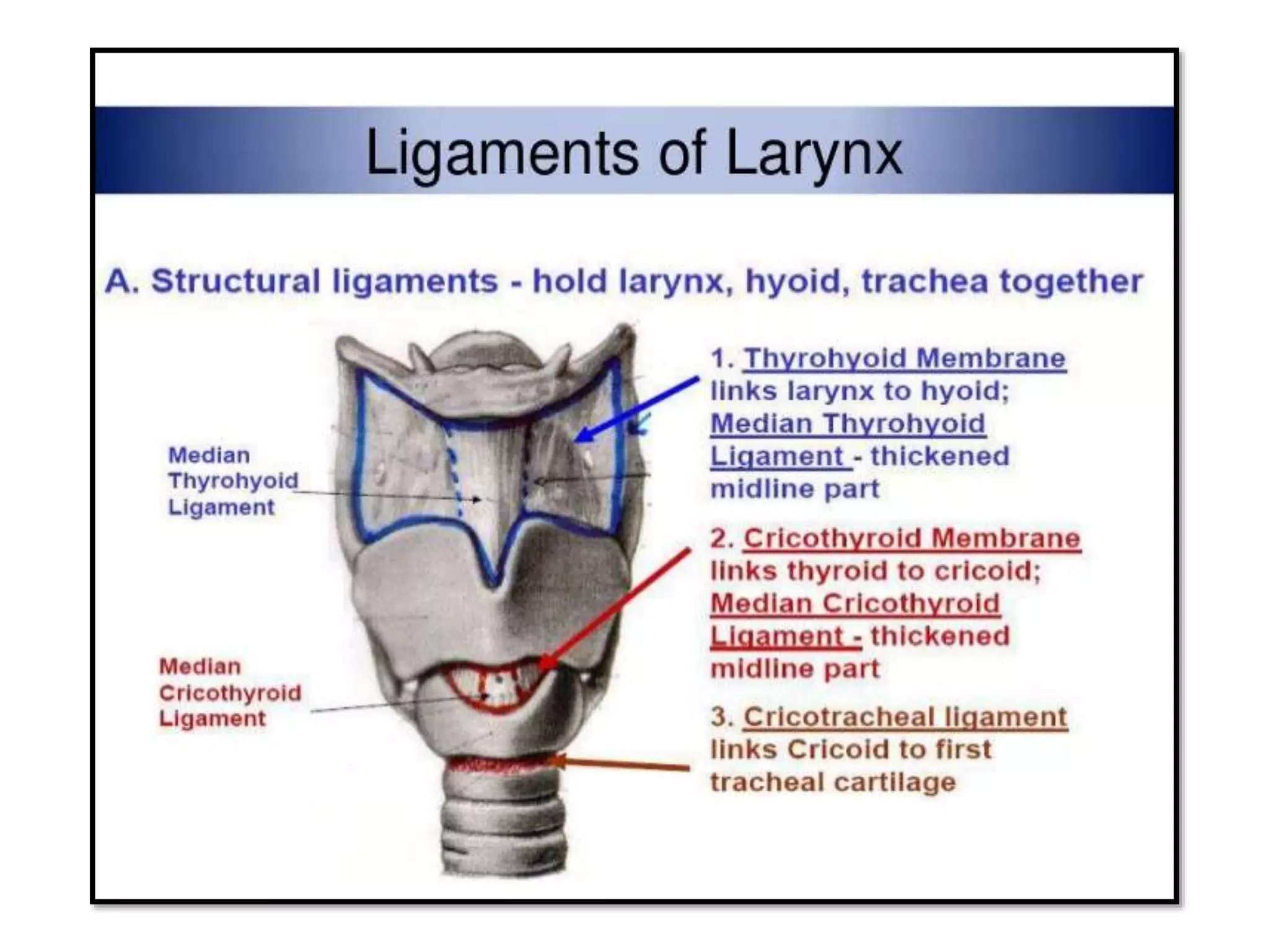 Anatomy of Larynx | PPTX