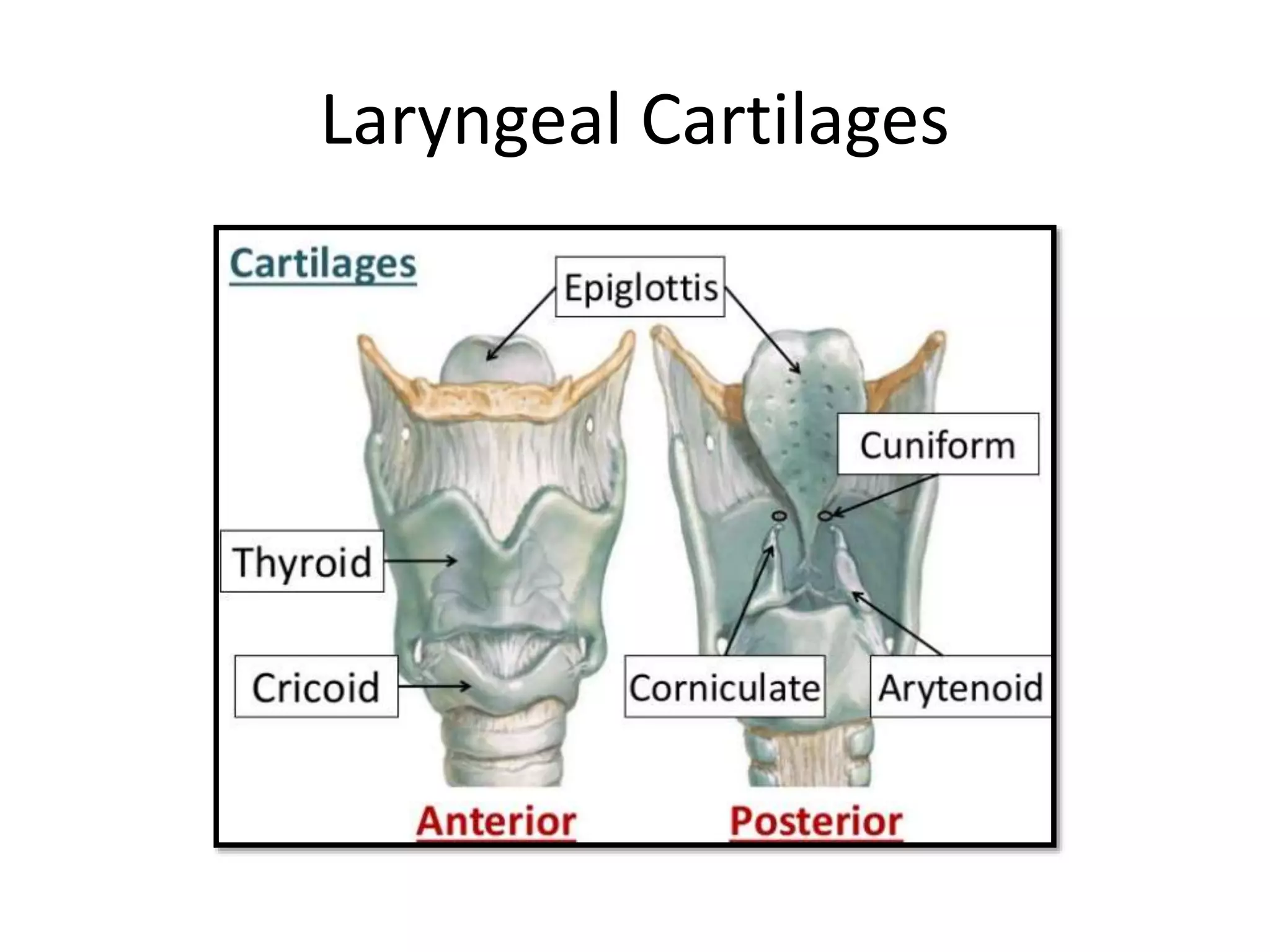 Anatomy of Larynx | PPTX