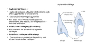 anatomy of larynx and bronchopulmonary segments- hemalatha.pptx