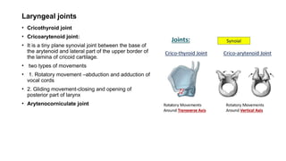 anatomy of larynx and bronchopulmonary segments- hemalatha.pptx