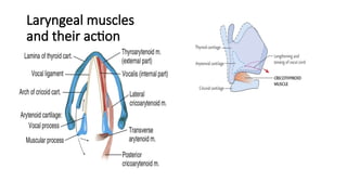 anatomy of larynx and bronchopulmonary segments- hemalatha.pptx