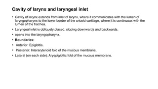 anatomy of larynx and bronchopulmonary segments- hemalatha.pptx