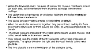 anatomy of larynx and bronchopulmonary segments- hemalatha.pptx