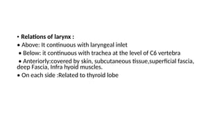 anatomy of larynx and bronchopulmonary segments- hemalatha.pptx