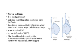anatomy of larynx and bronchopulmonary segments- hemalatha.pptx