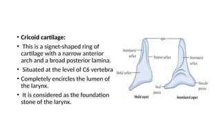 anatomy of larynx and bronchopulmonary segments- hemalatha.pptx