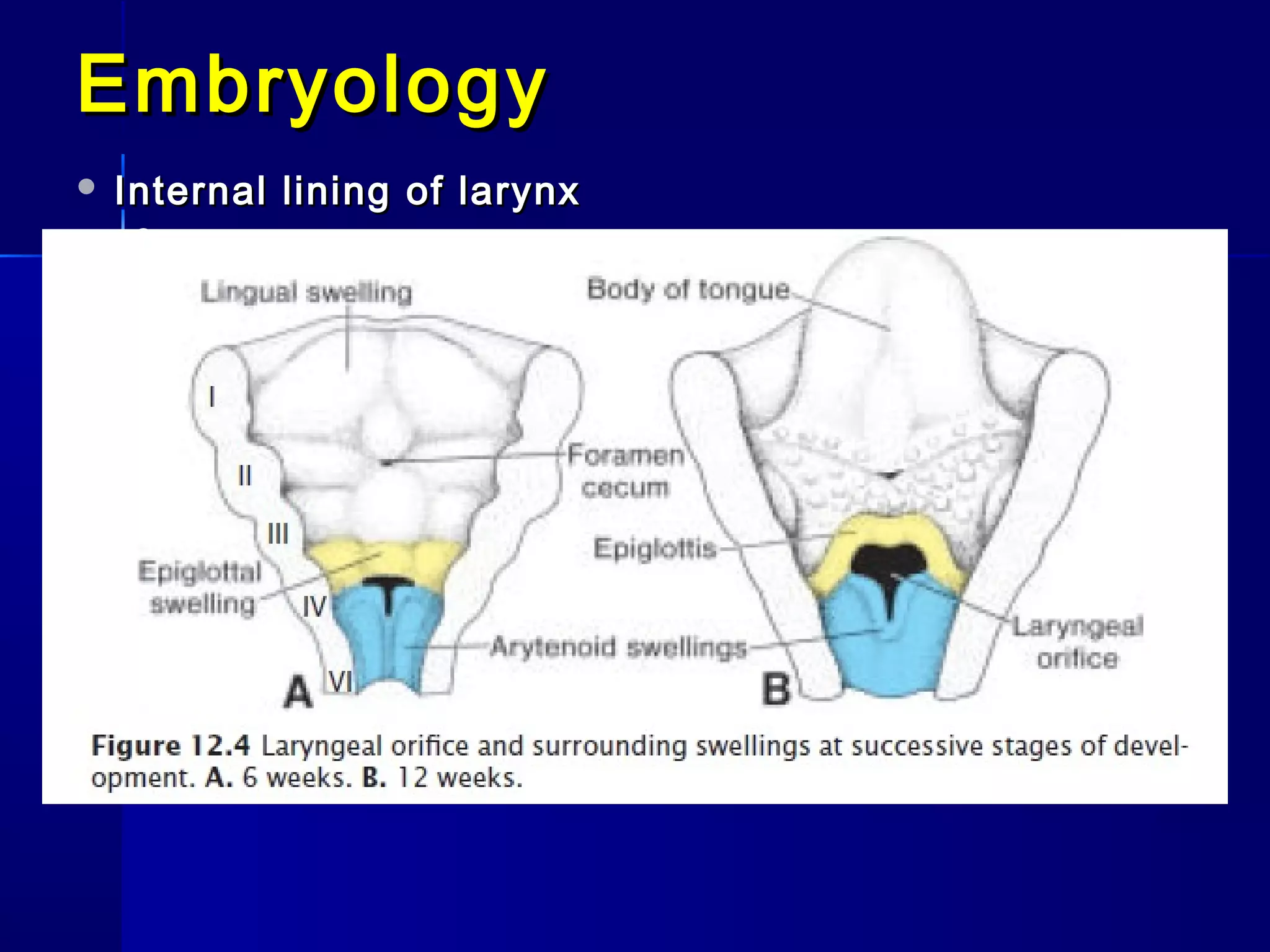 Anatomy of larynx and its anaesthetic importance | PPT