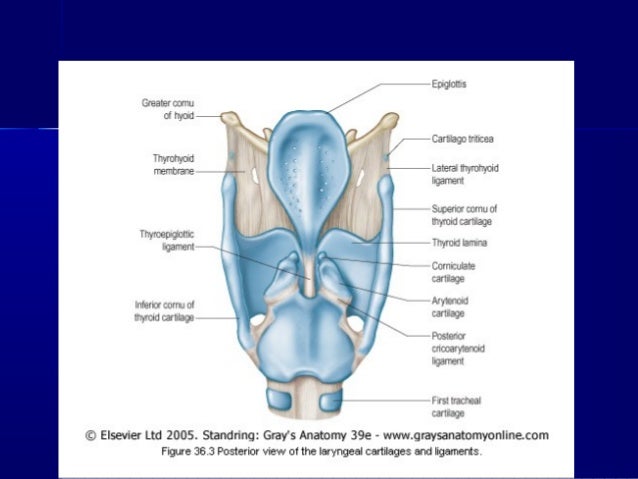 Anatomy of larynx and its anaesthetic importance