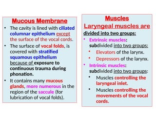 Anatomy_of_Larynx_and_the_T...rachea.pptx