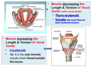 Anatomy_of_Larynx_and_the_T...rachea.pptx