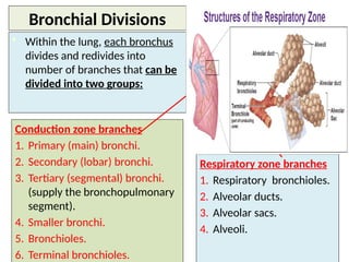 Anatomy_of_Larynx_and_the_T...rachea.pptx
