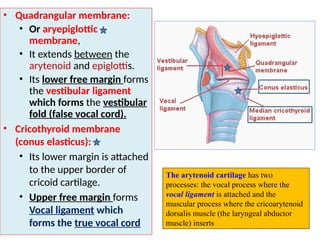 Anatomy_of_Larynx_and_the_T...rachea.pptx