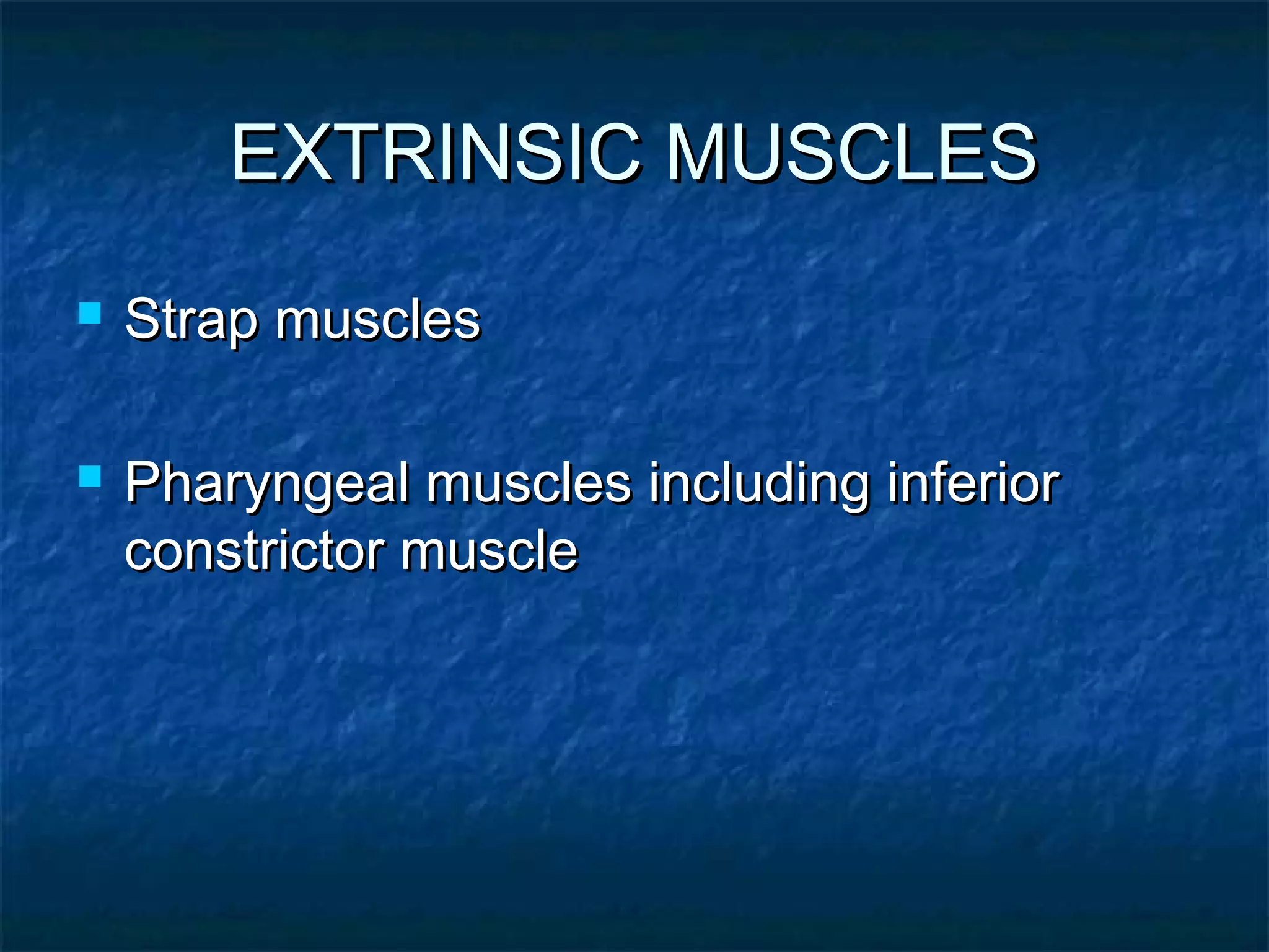 Anatomy of larynx and trachea final | PPT