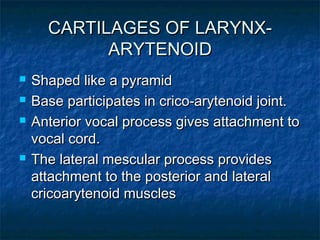Anatomy of larynx and trachea final | PPT