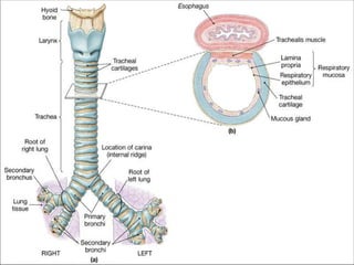 Anatomy Of Larynx And Trachea