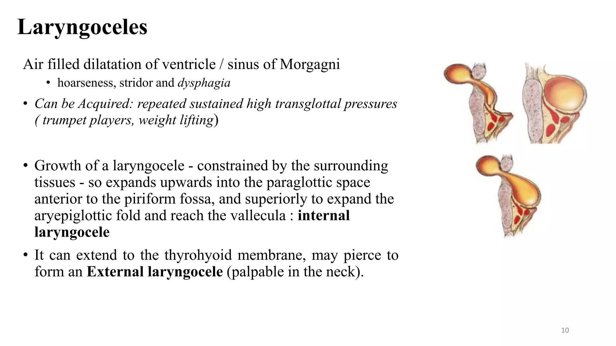 Anatomy of larynx and tracheobronchial tree | PPTX