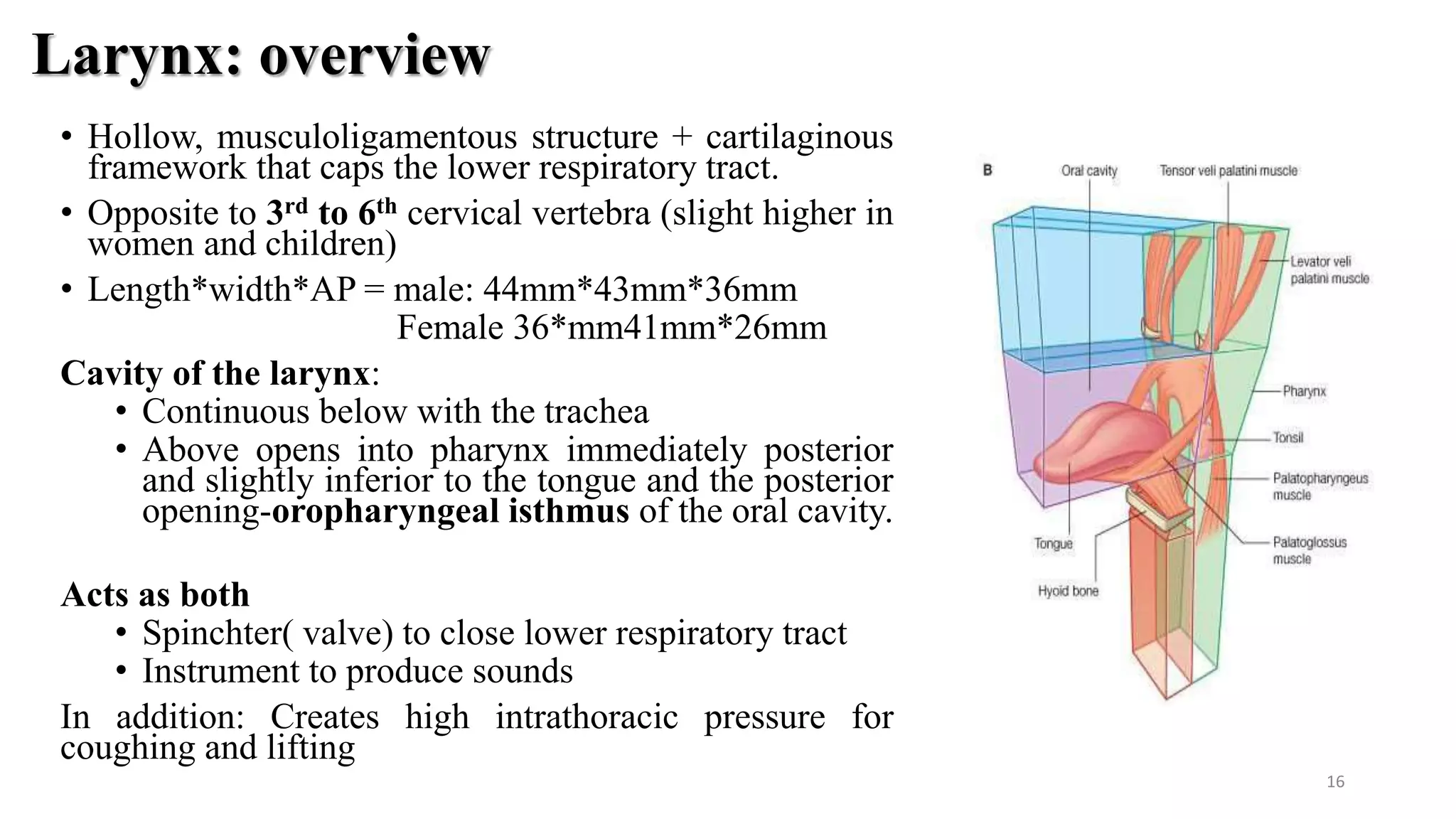 Anatomy of larynx and tracheobronchial tree | PPTX