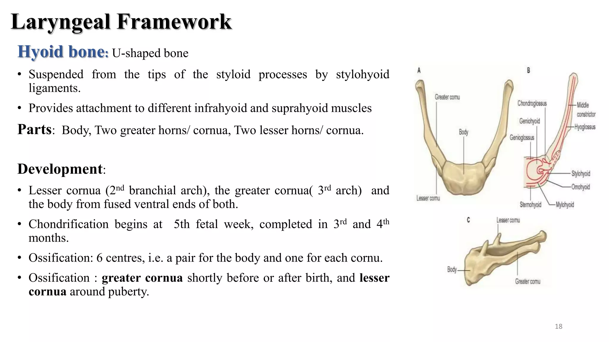 Anatomy of larynx and tracheobronchial tree | PPTX