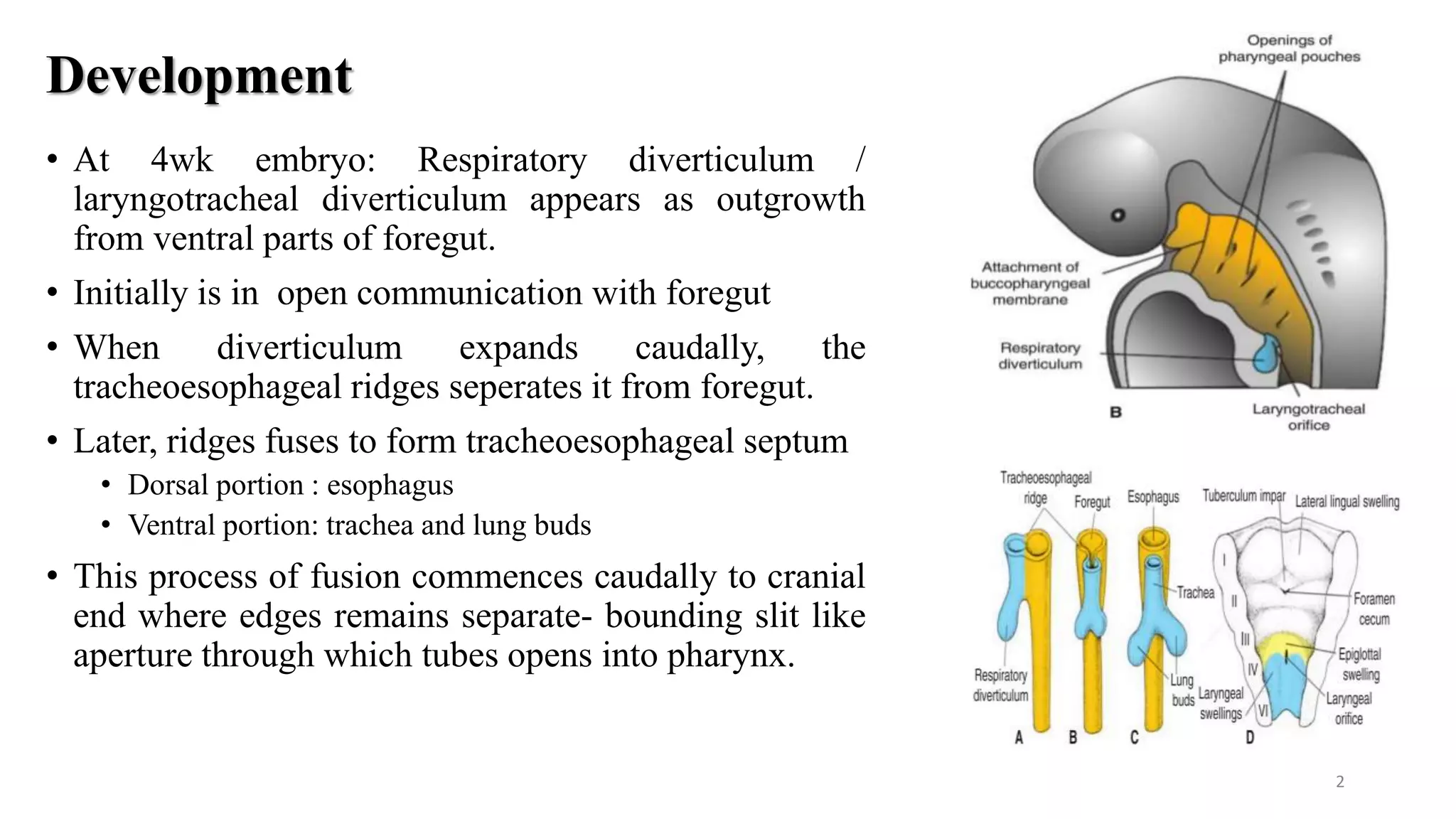 Anatomy of larynx and tracheobronchial tree | PPTX