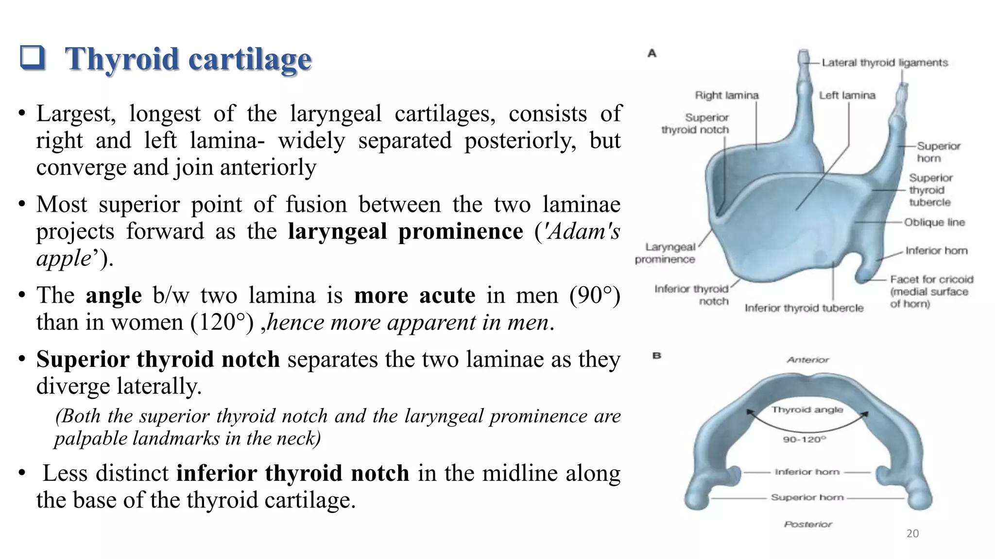 Anatomy of larynx and tracheobronchial tree | PPTX