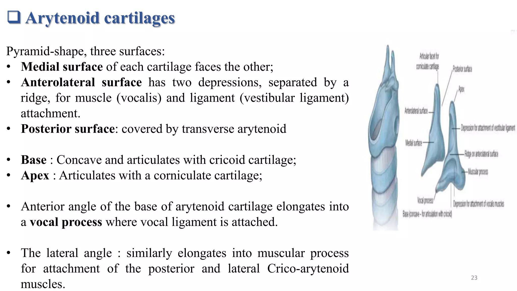 Anatomy of larynx and tracheobronchial tree | PPTX