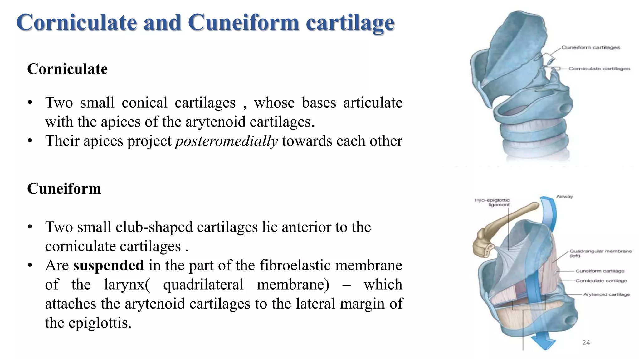 Anatomy of larynx and tracheobronchial tree | PPTX
