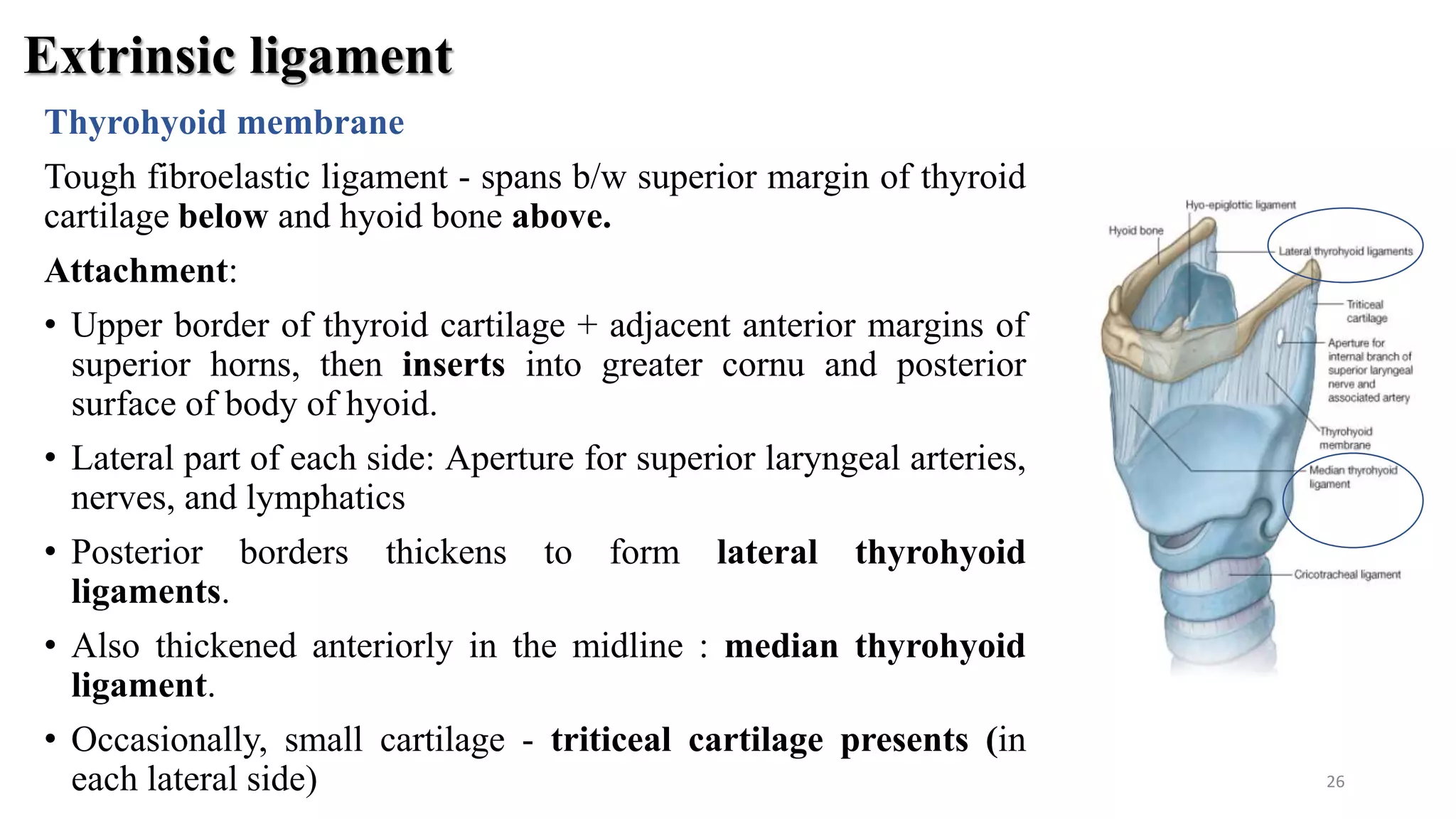 Anatomy of larynx and tracheobronchial tree | PPTX