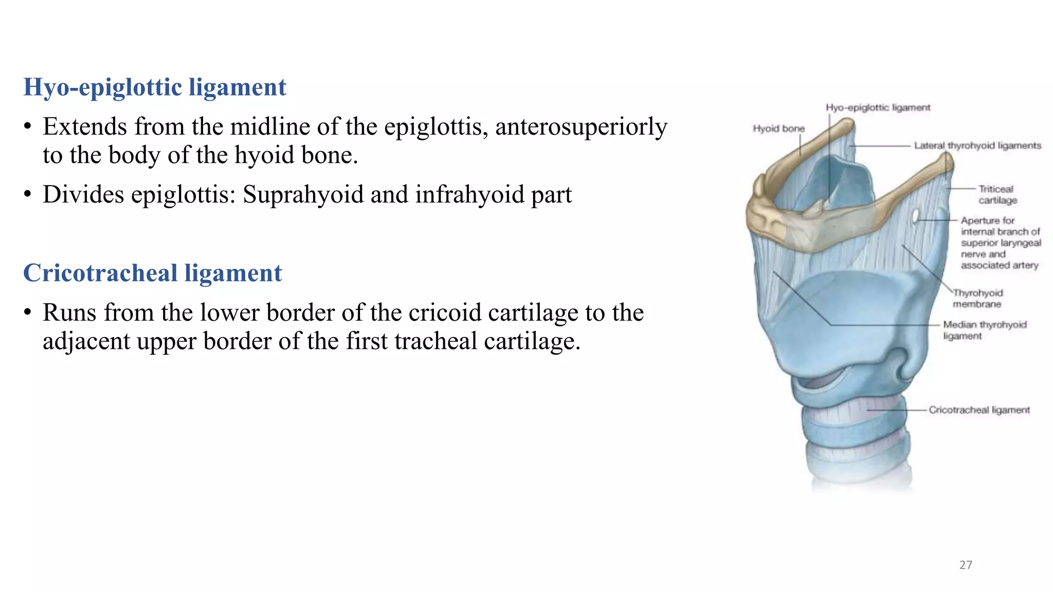 Anatomy of larynx and tracheobronchial tree | PPTX