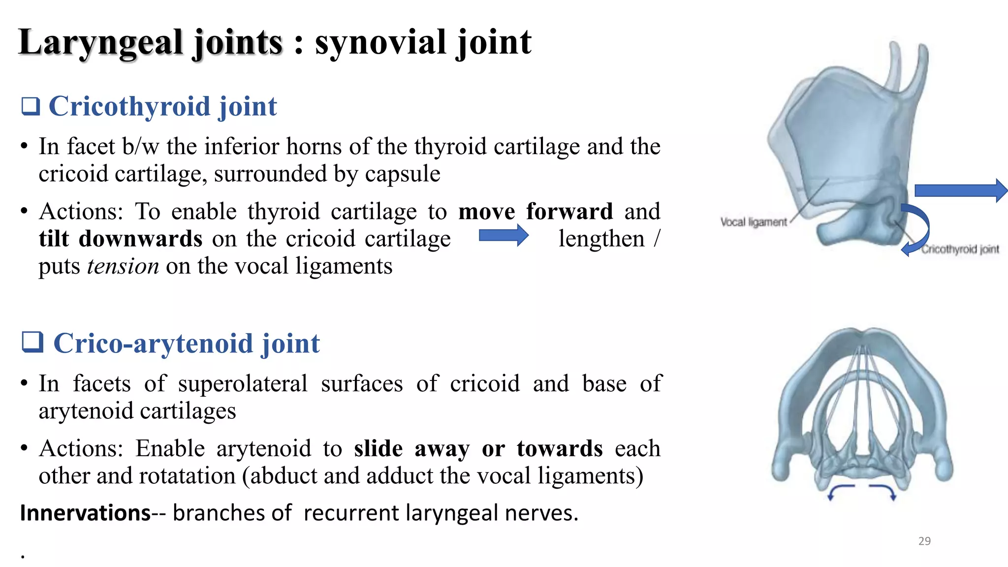 Anatomy of larynx and tracheobronchial tree | PPTX