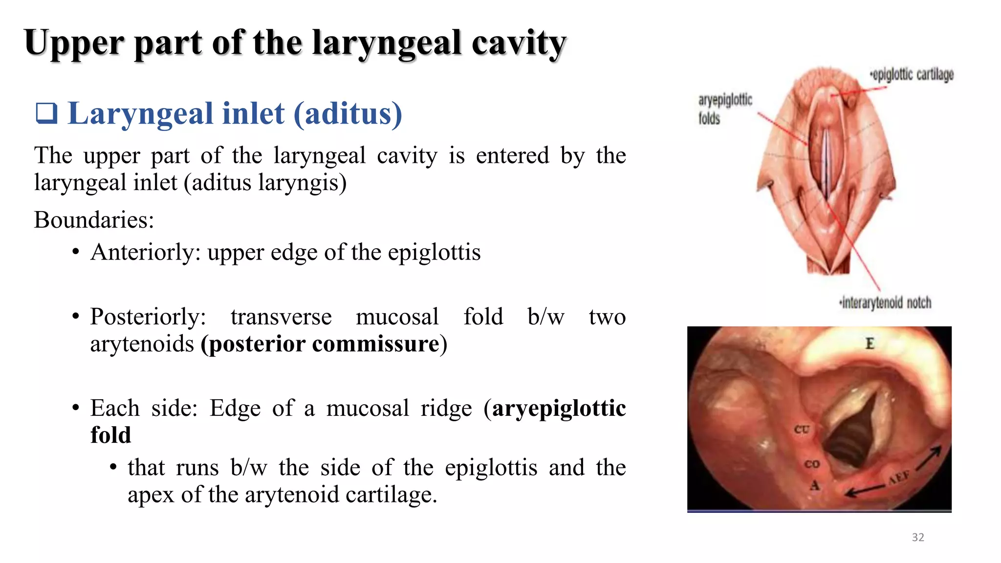 Anatomy of larynx and tracheobronchial tree | PPTX
