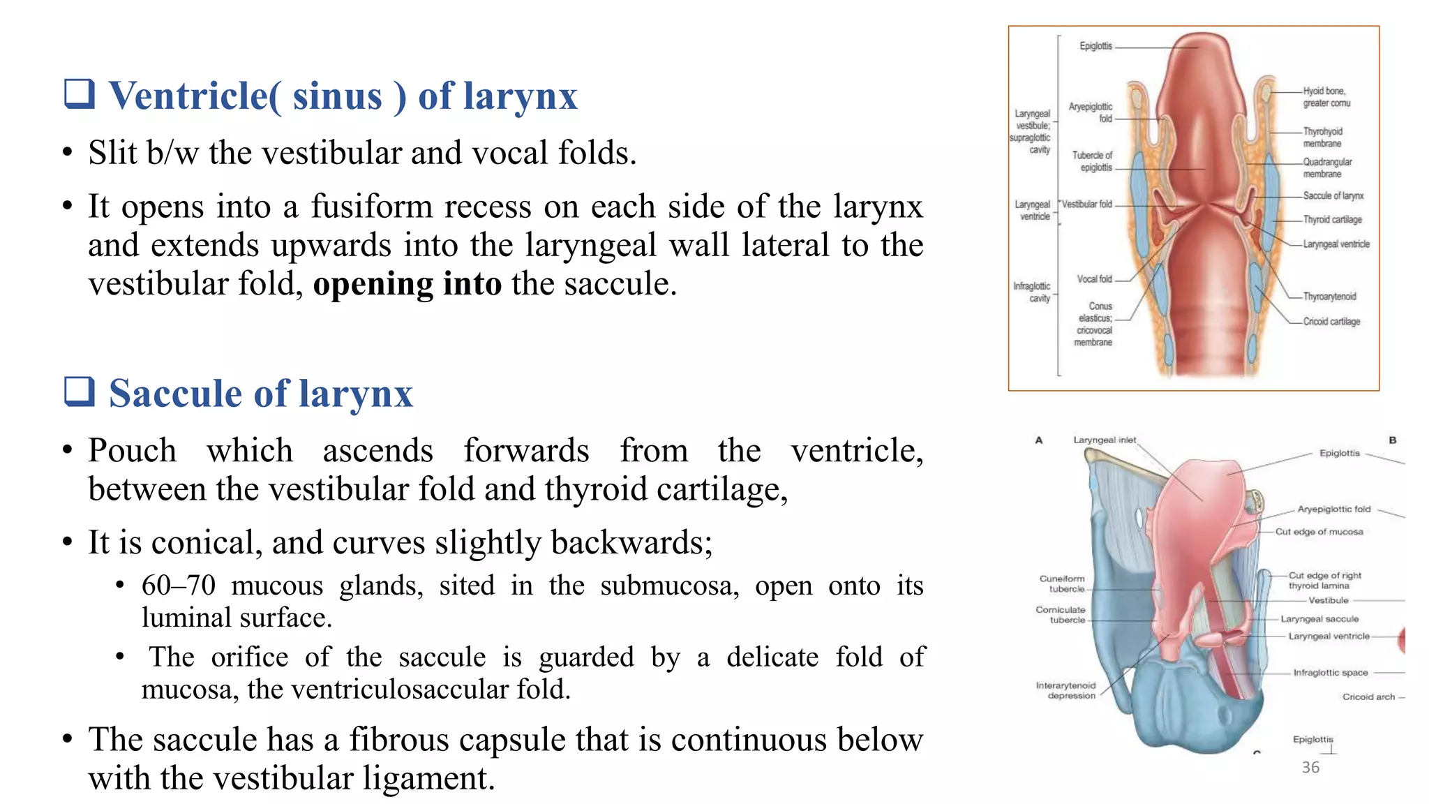 Anatomy of larynx and tracheobronchial tree | PPTX