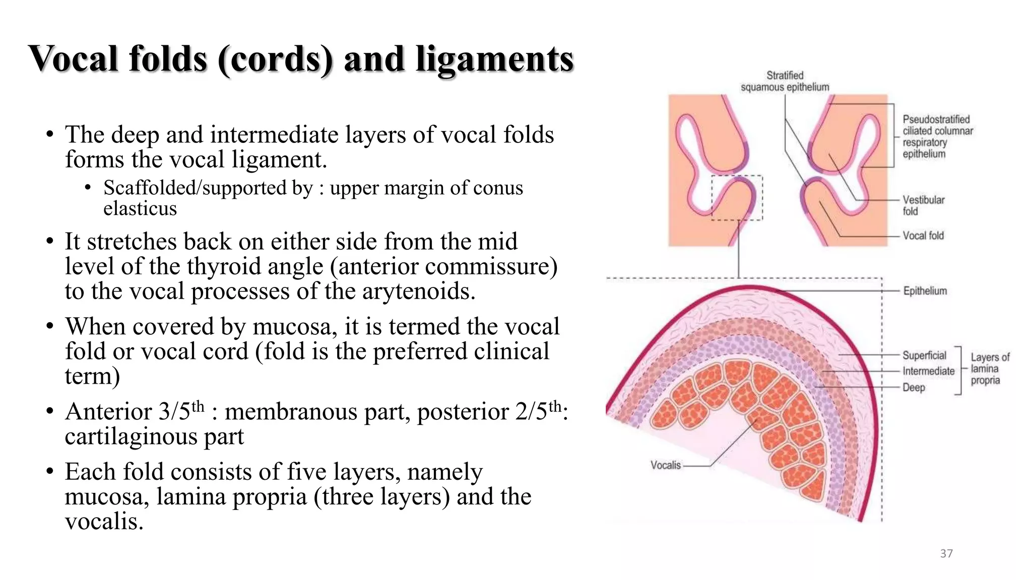 Anatomy of larynx and tracheobronchial tree | PPTX