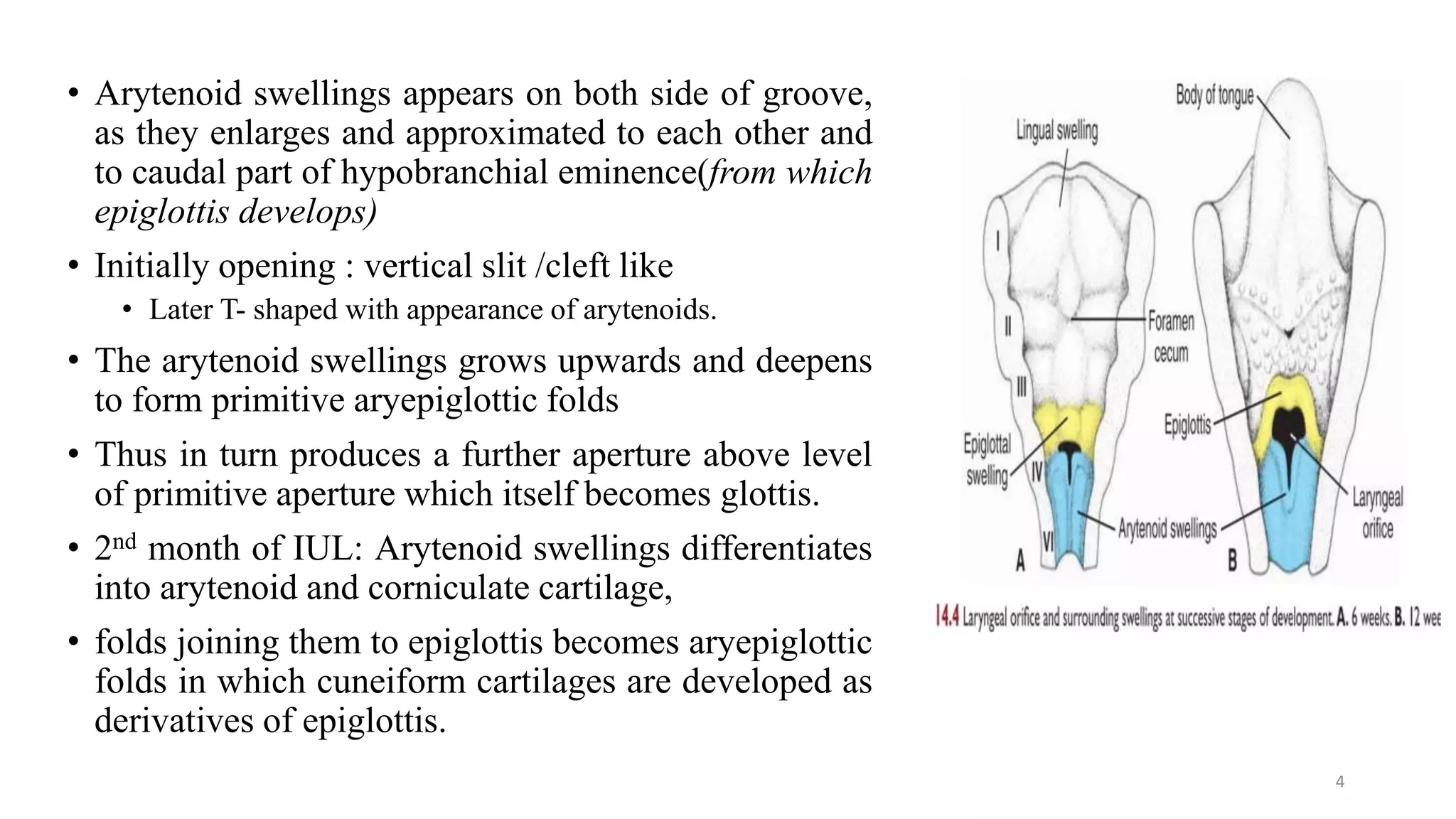 Anatomy of larynx and tracheobronchial tree | PPTX