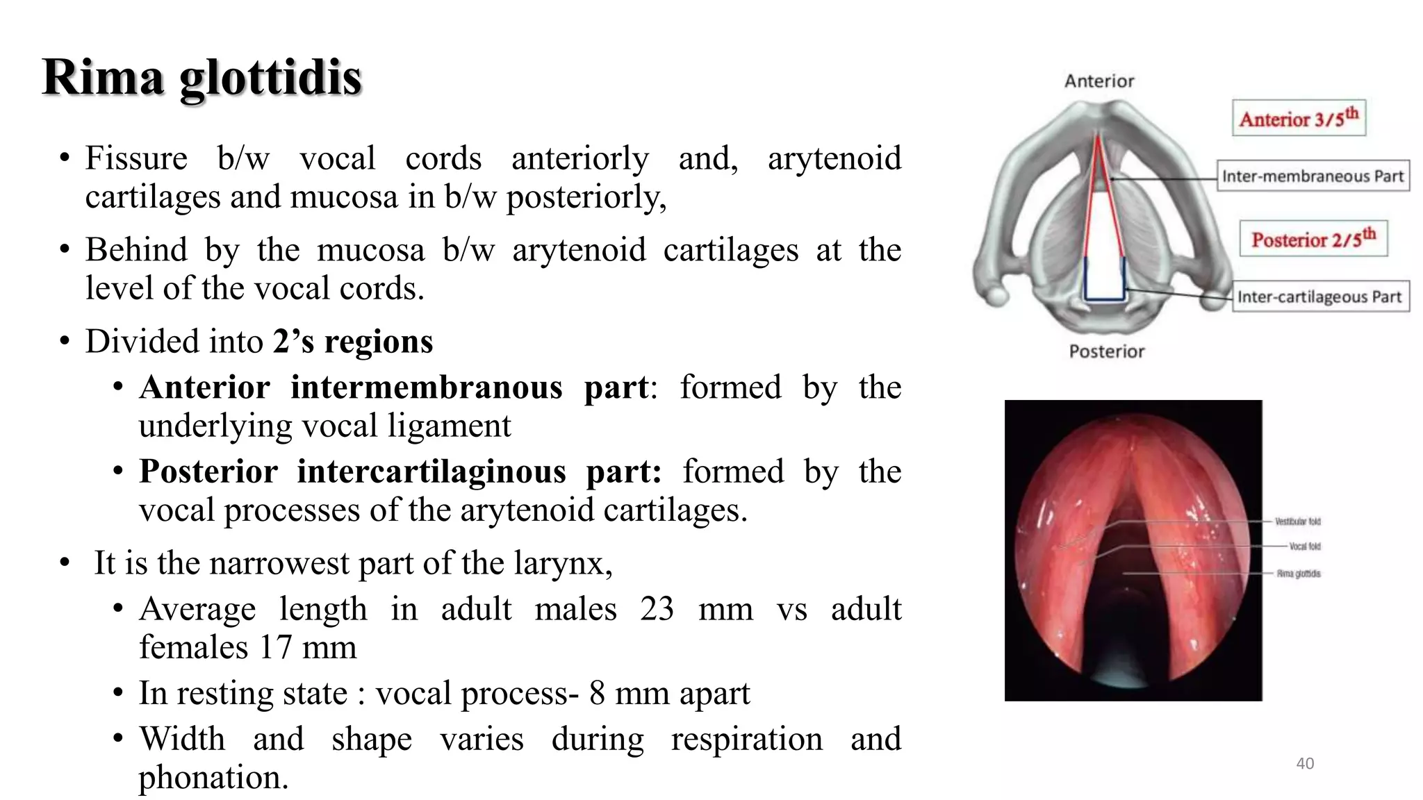 Anatomy of larynx and tracheobronchial tree | PPTX