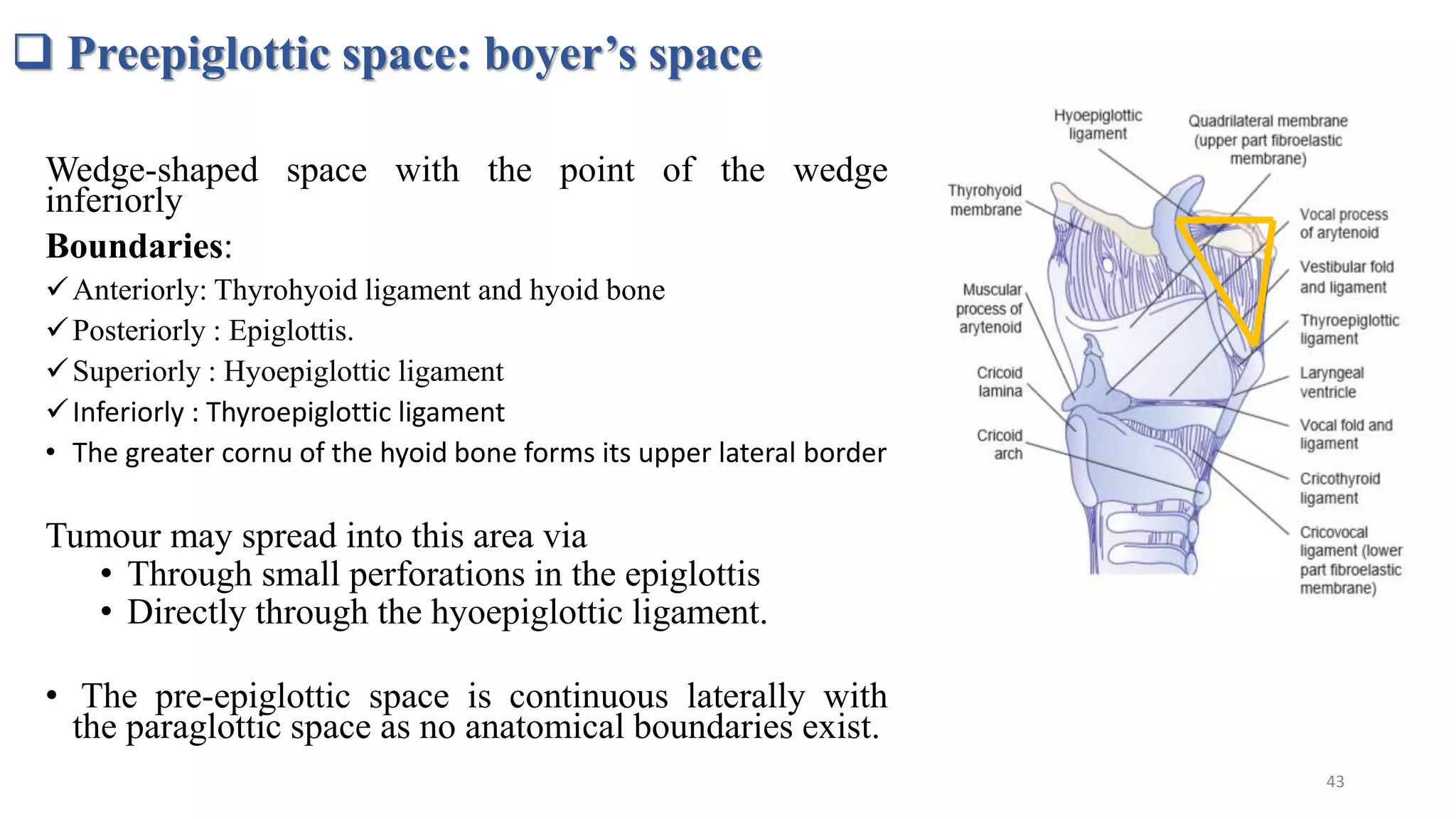 Anatomy of larynx and tracheobronchial tree | PPTX