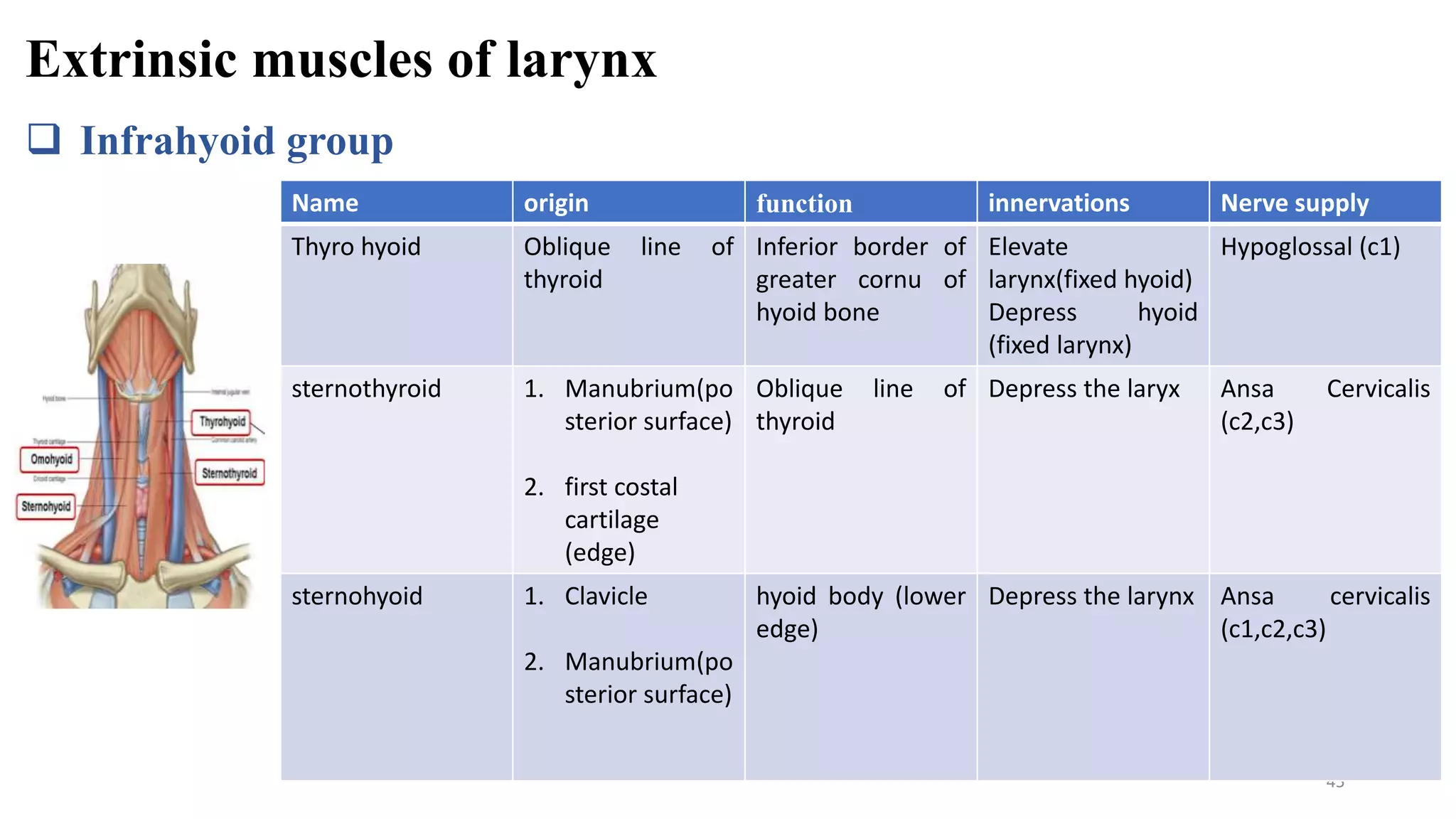 Anatomy of larynx and tracheobronchial tree | PPTX