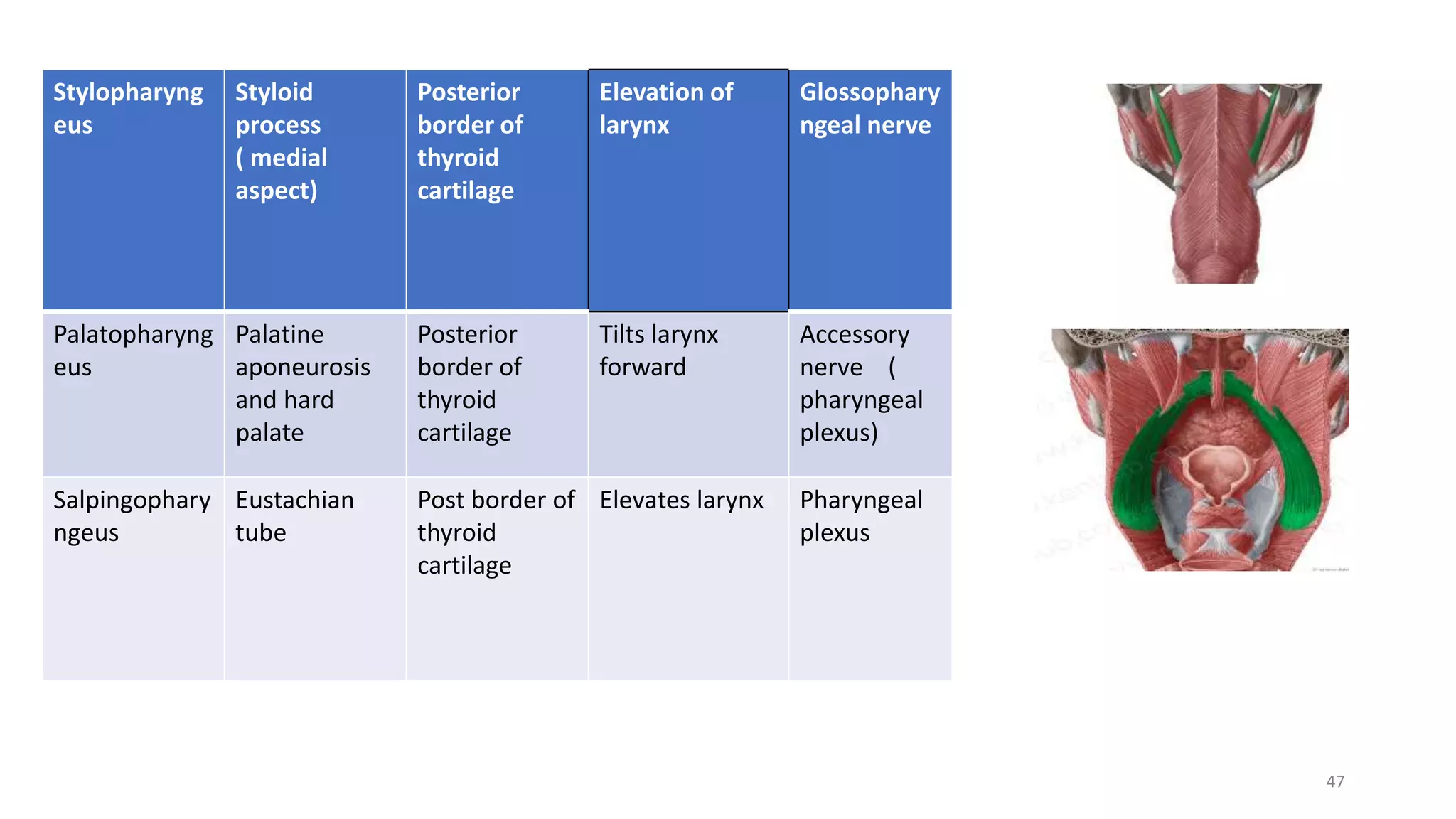 Anatomy of larynx and tracheobronchial tree | PPTX