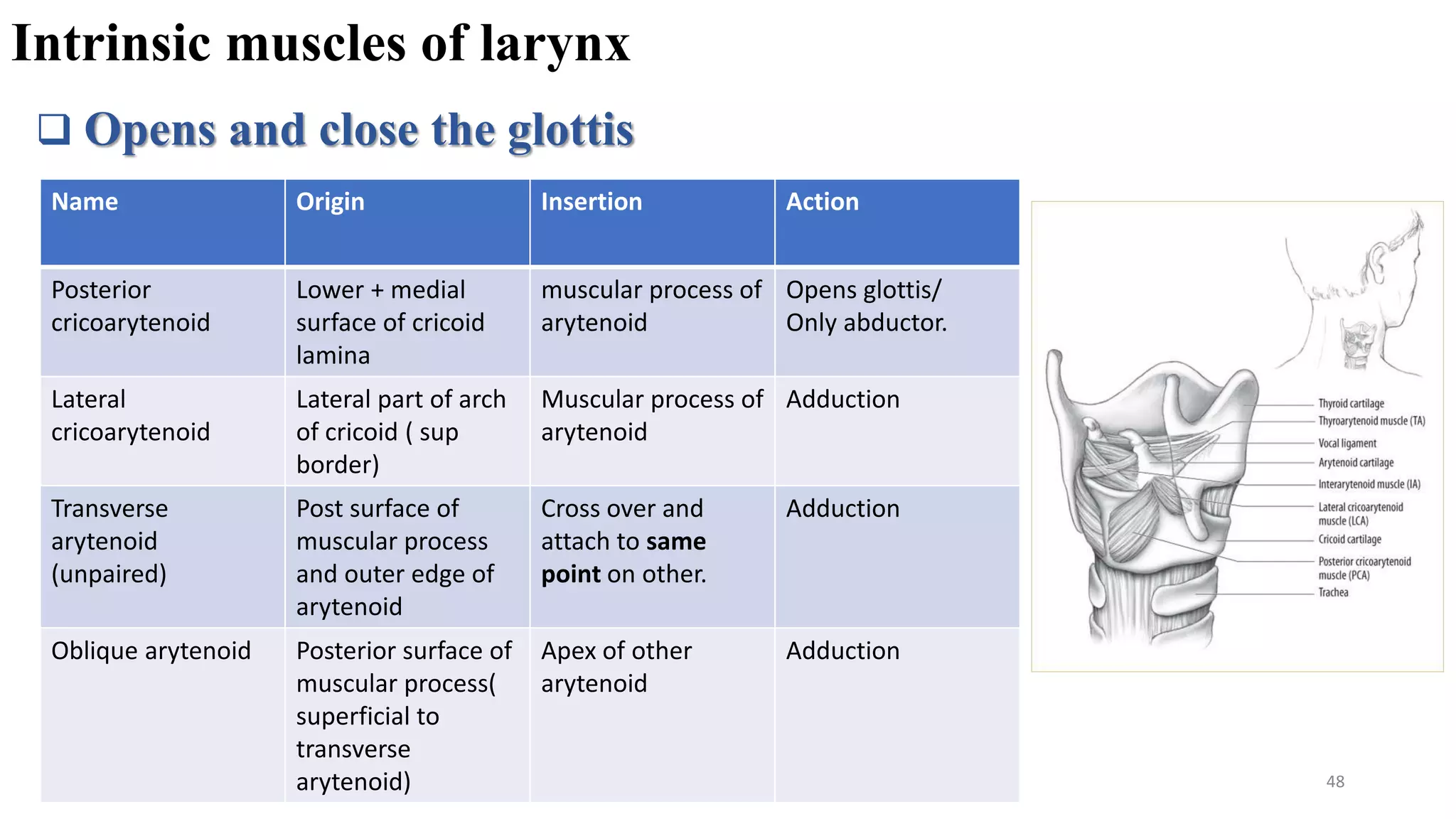 Anatomy of larynx and tracheobronchial tree | PPTX